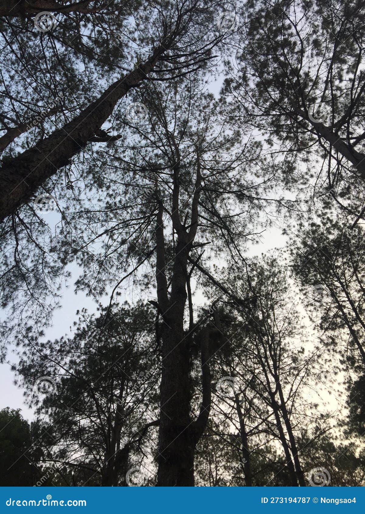 Worm’s Eye View of Benguet Pine Trees Stock Image - Image of silhouette ...