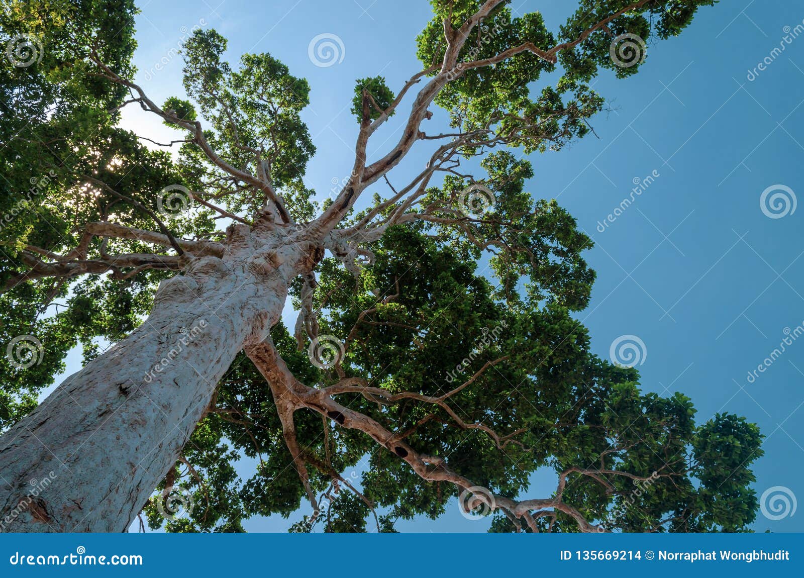 Worm`s Eye View Giant Tree stock photo. Image of light - 135669214