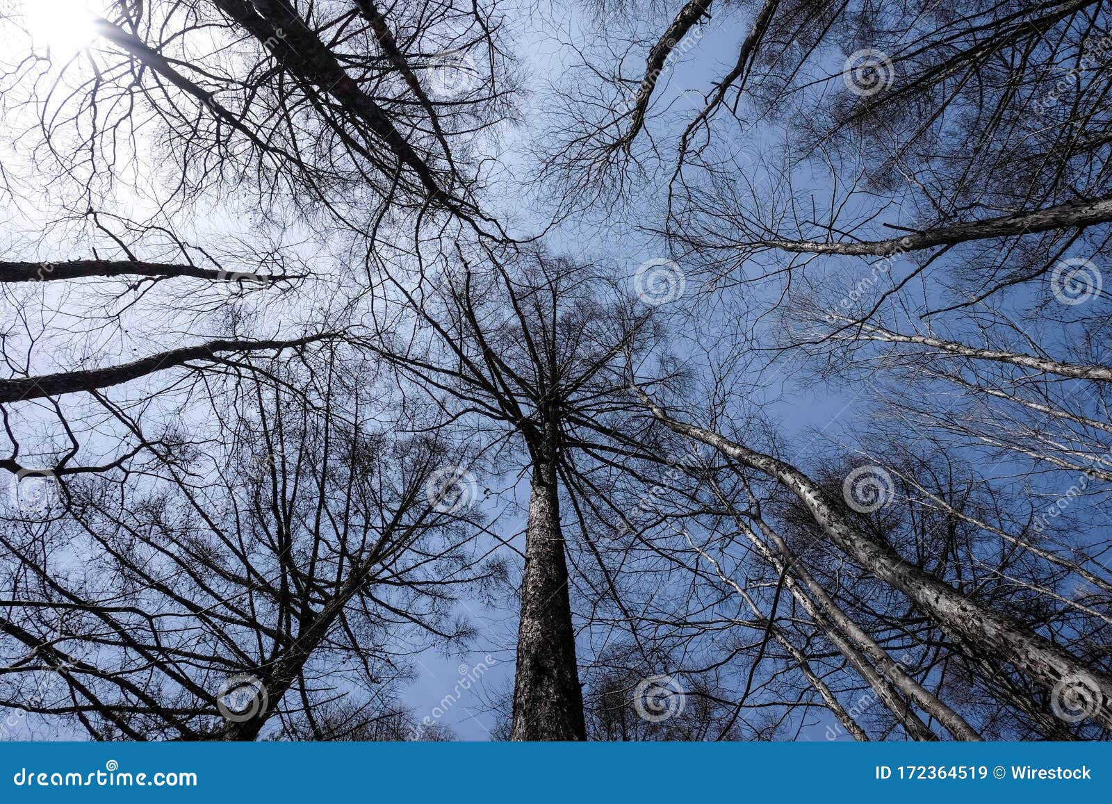 Worm S Eye View of Tall Bare Pine Trees Against a Blue Sky Stock Image ...
