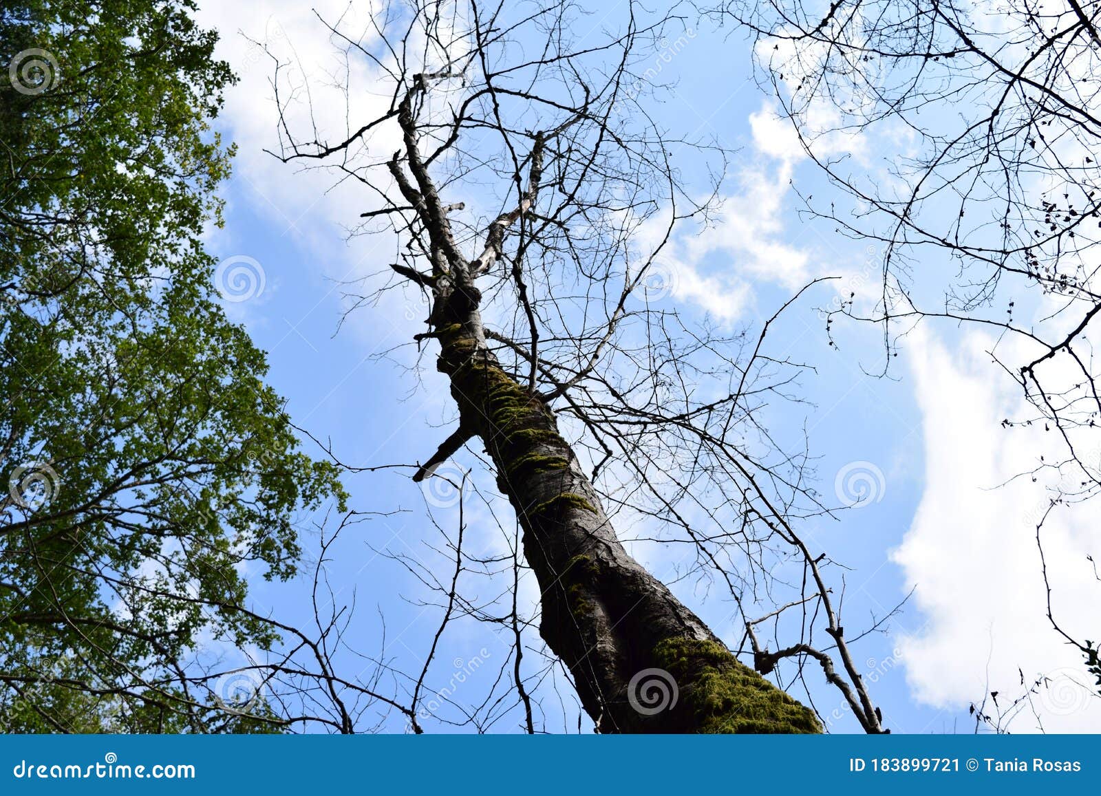 Worm`s-eye view of a tree stock image. Image of blue - 183899721