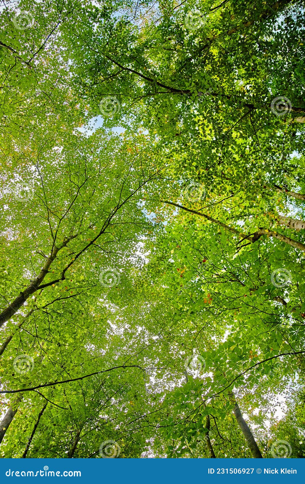 Worm S Eye View of Trees with Green Leaves Obscuring the Sunny Sky ...