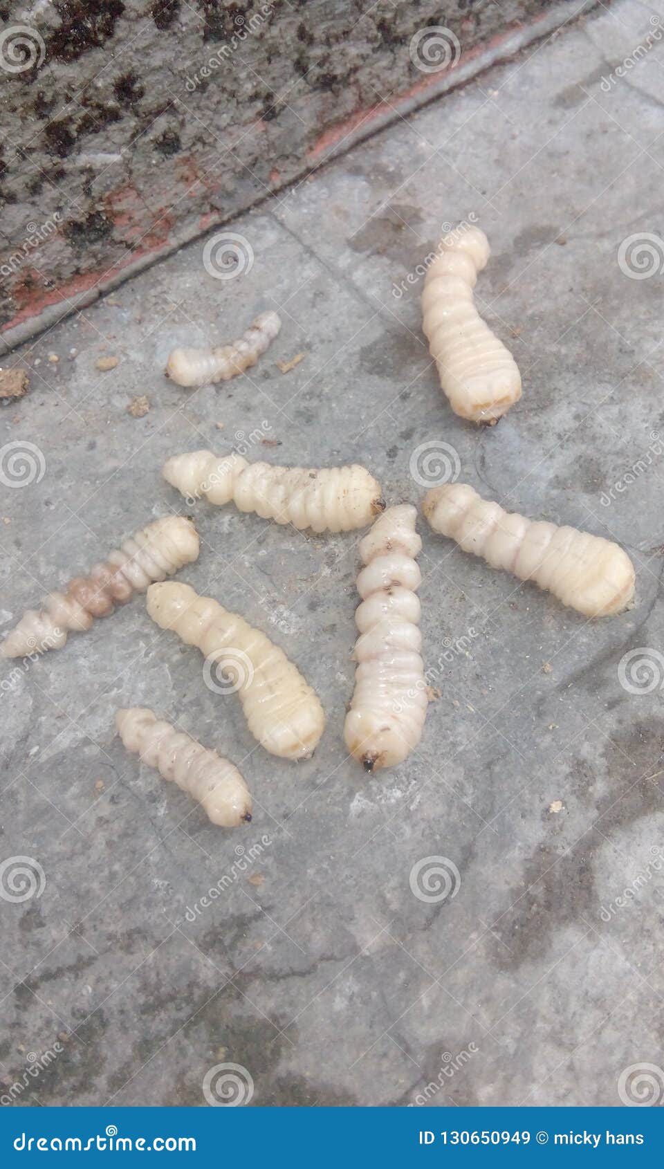 Worm Pics Stock Photos - Free & Royalty-Free Stock Photos from Dreamstime