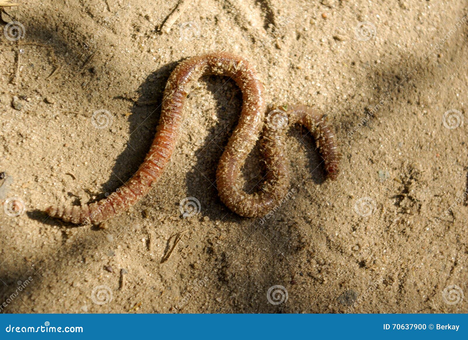 Worm in sand stock photo. Image of fauna, wriggle, worm - 70637900