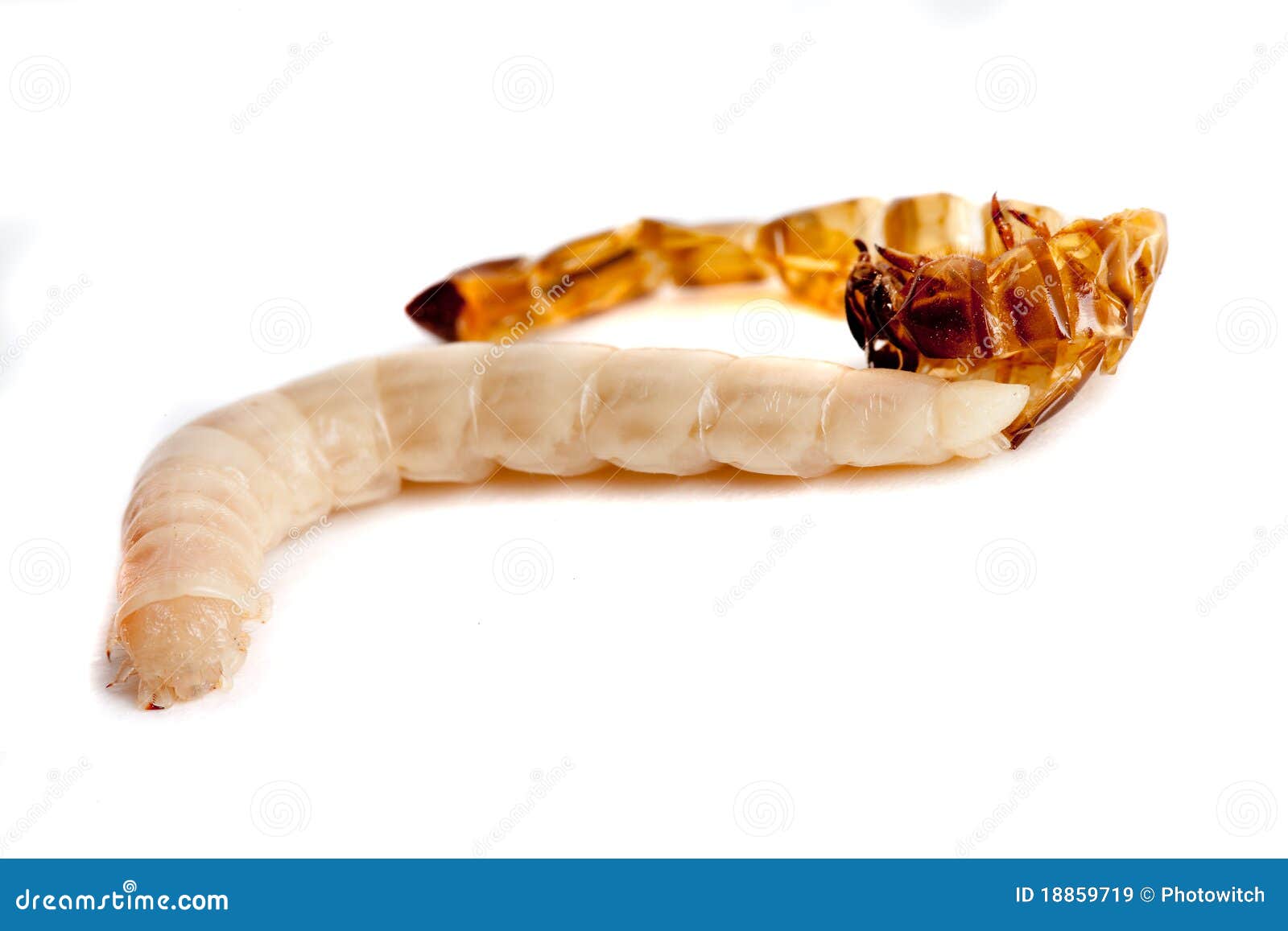 Worm shedding its skin stock image. Image of outdoors - 18859719