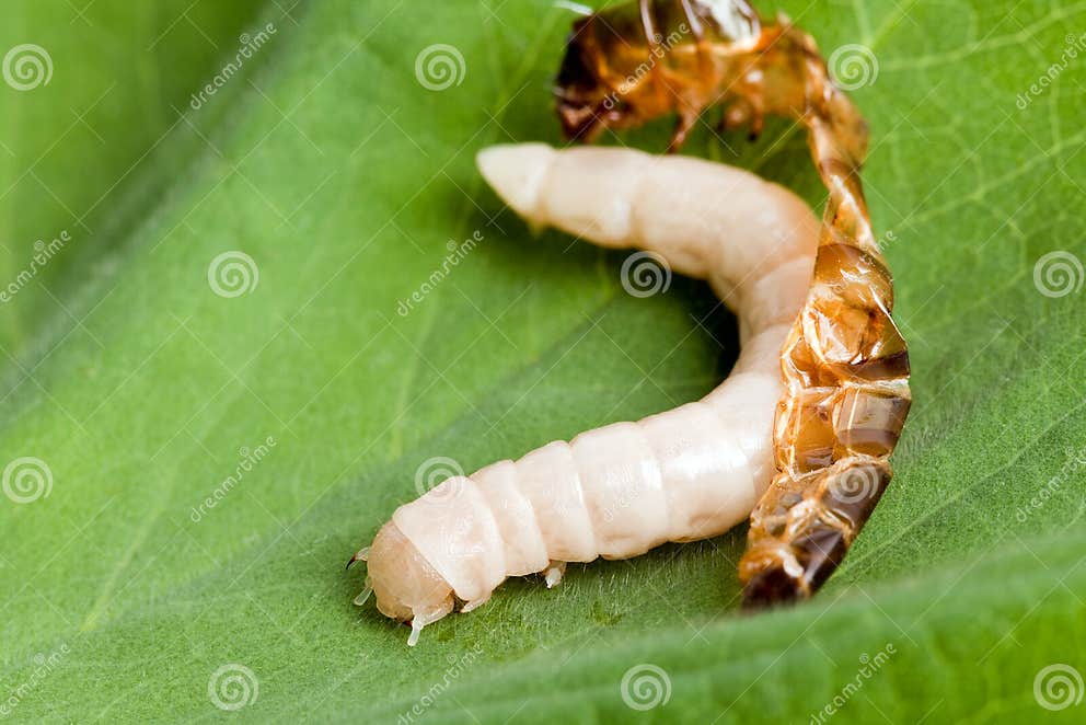 Worm shedding skin stock image. Image of outdoors, wildlife - 14868479