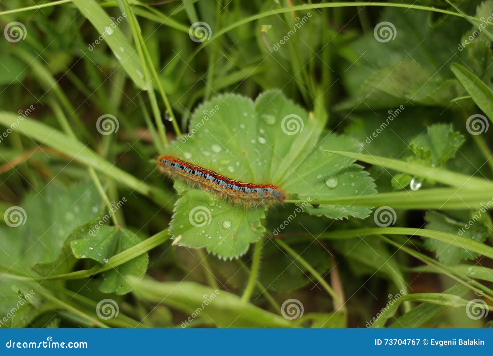 Worm stock image. Image of morning, plant, beautiful - 73704767