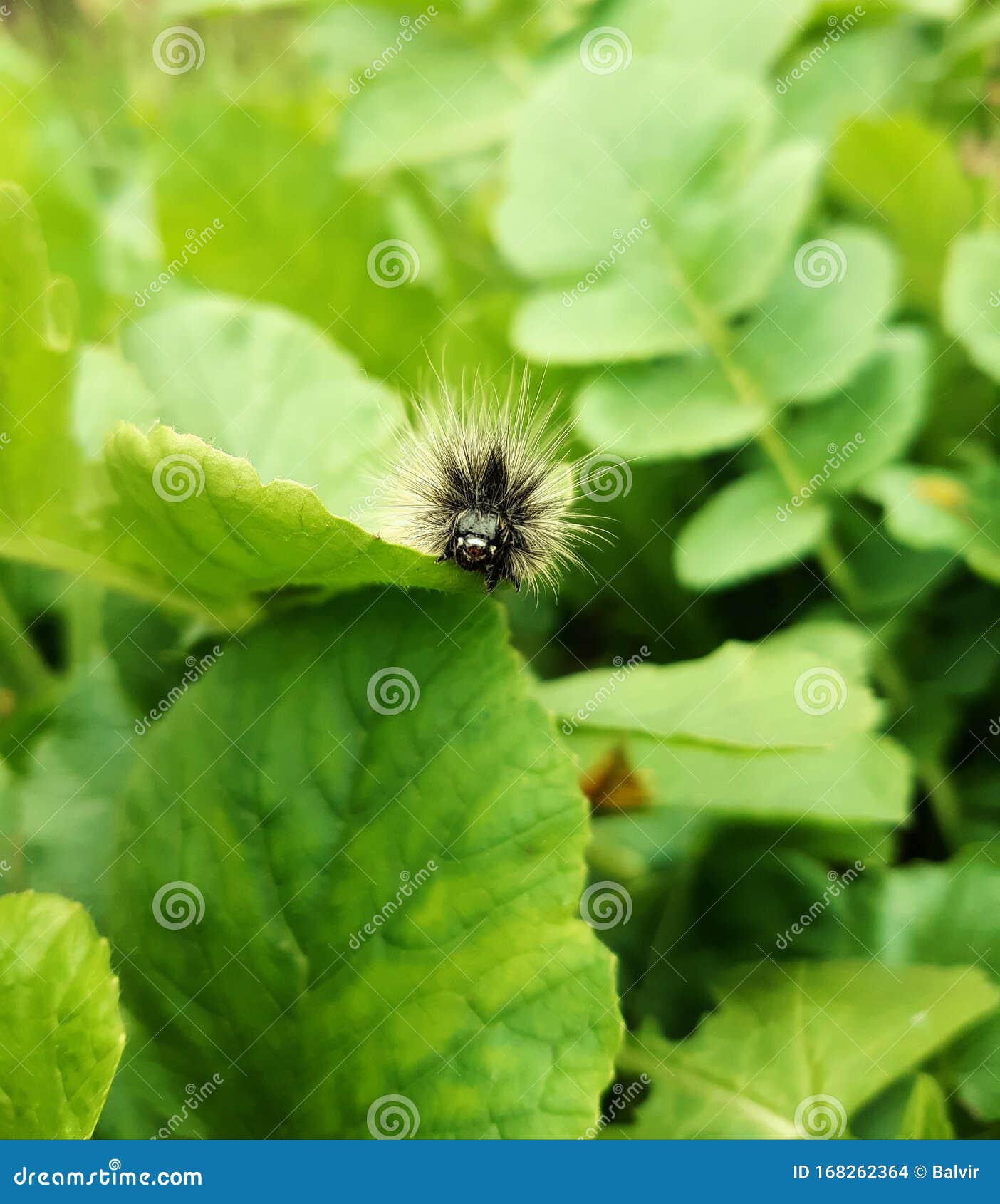 A worm sitting on a leaf stock photo. Image of environment - 168262364