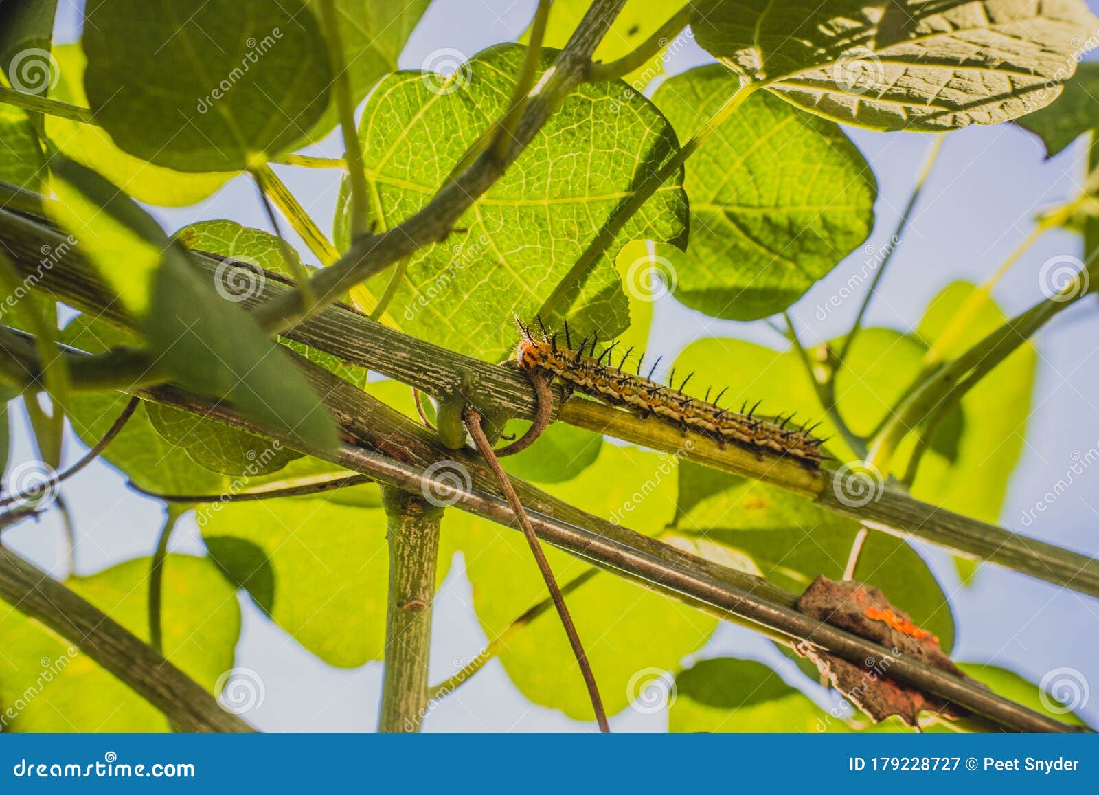 Worm sitting on a twig stock image. Image of yellow - 179228727