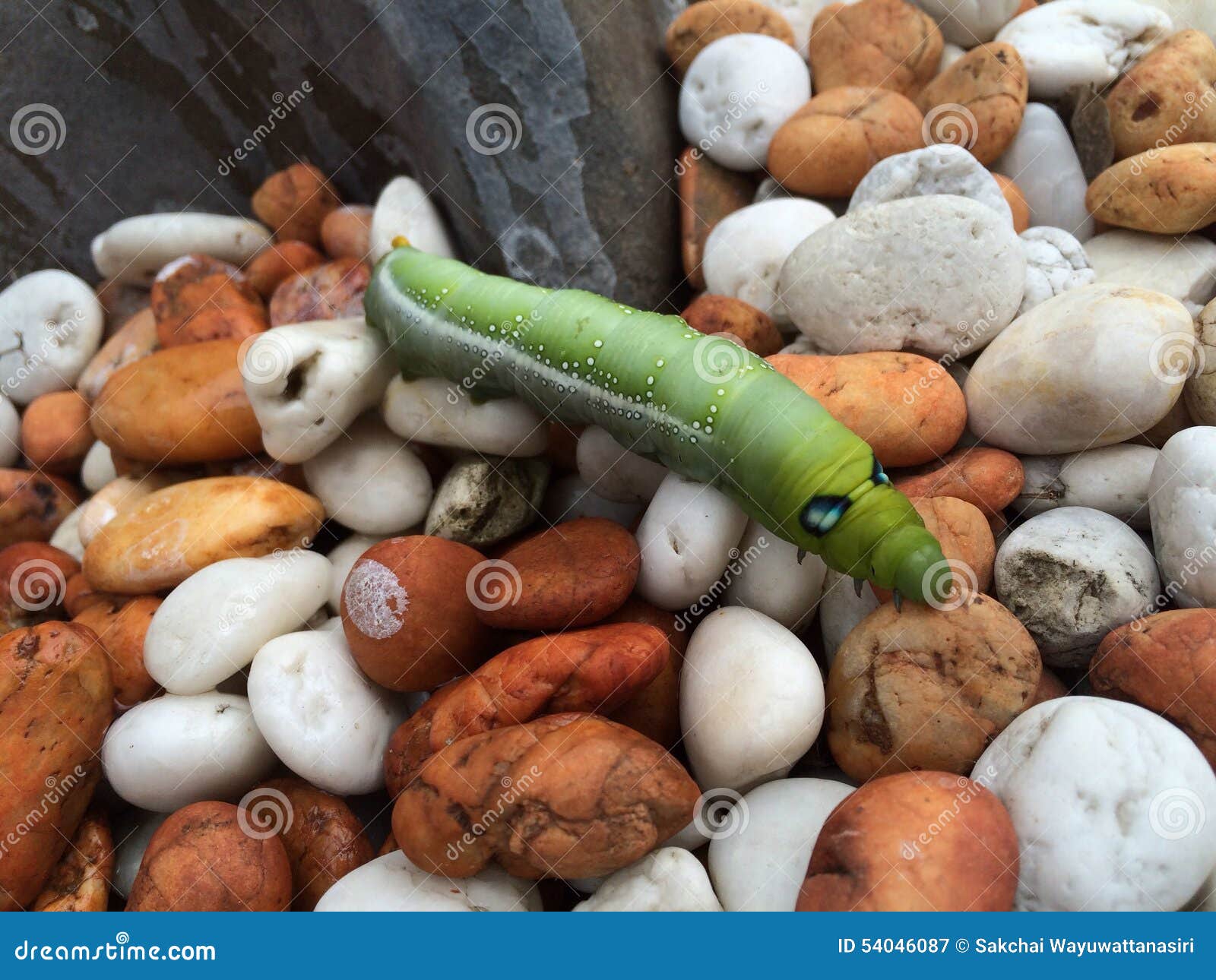 Worm slowly on stone stock image. Image of green, walk - 54046087