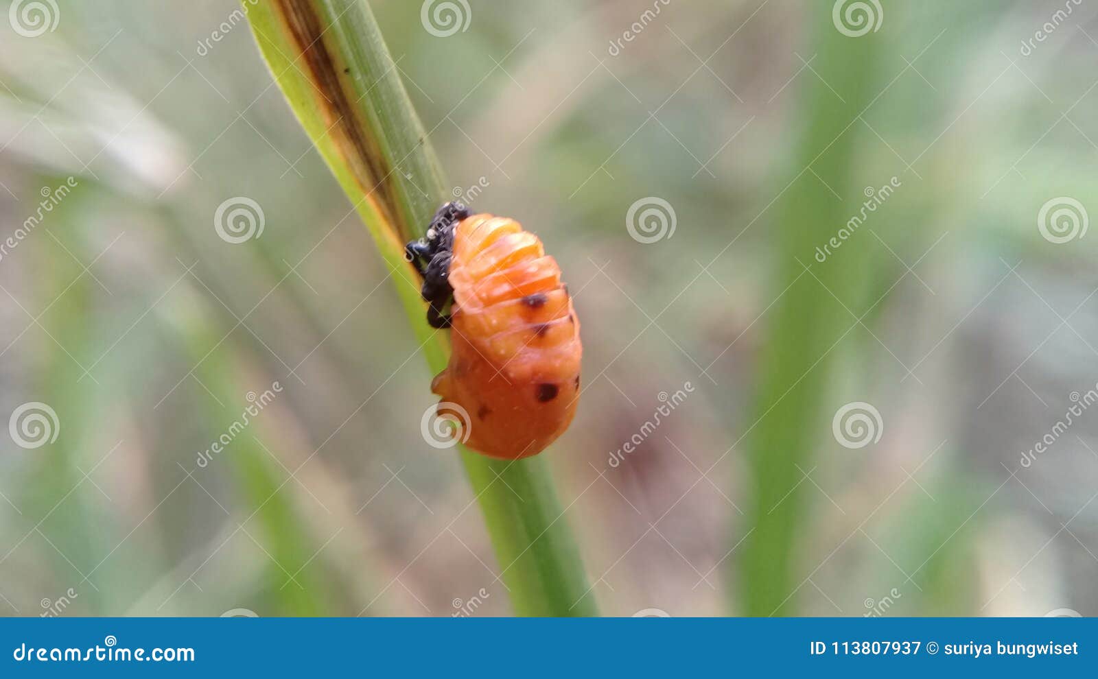 Smallworm Stock Photos - Free & Royalty-Free Stock Photos from Dreamstime