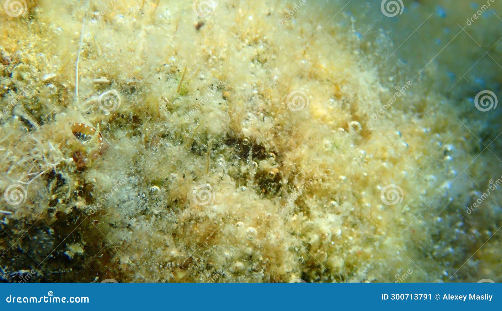 Worm Snail or Worm Shell Vermetidae (precise Identification is Not ...