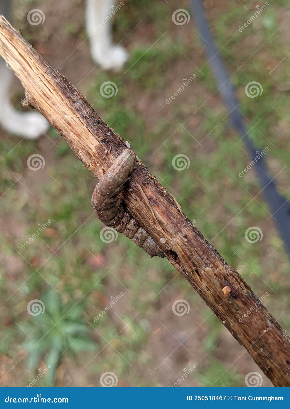A worm on a stick stock image. Image of green, animal - 250518467