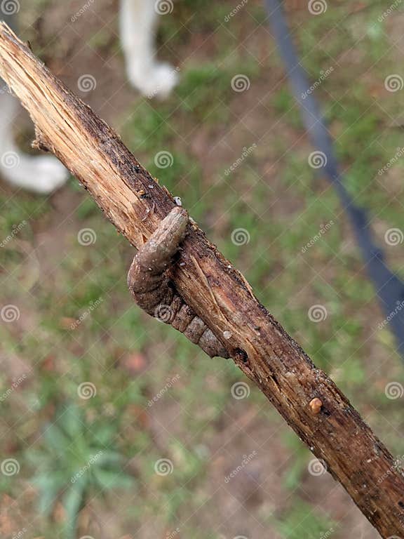 A worm on a stick stock image. Image of green, animal - 250518467
