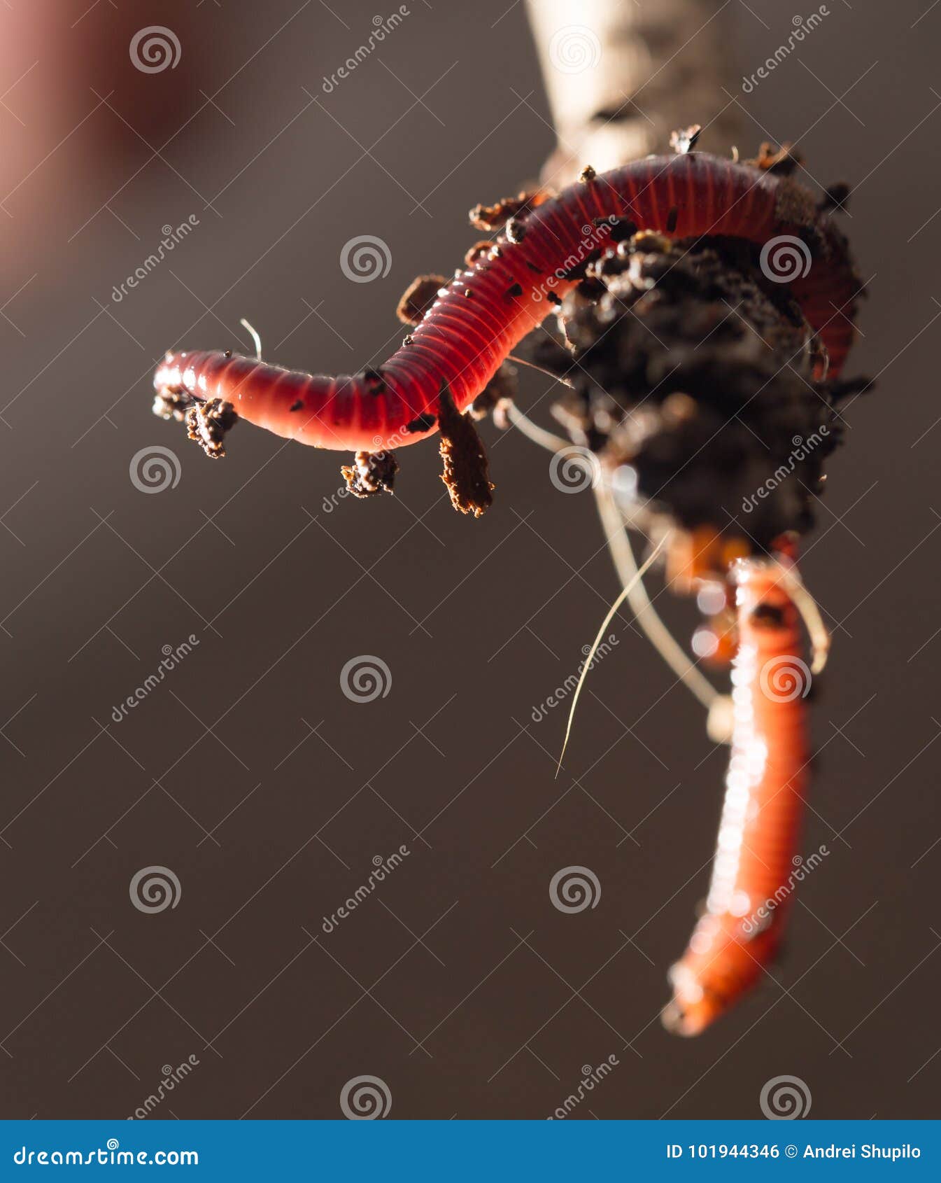 Worm on a stick. close-up stock photo. Image of natural - 101944346