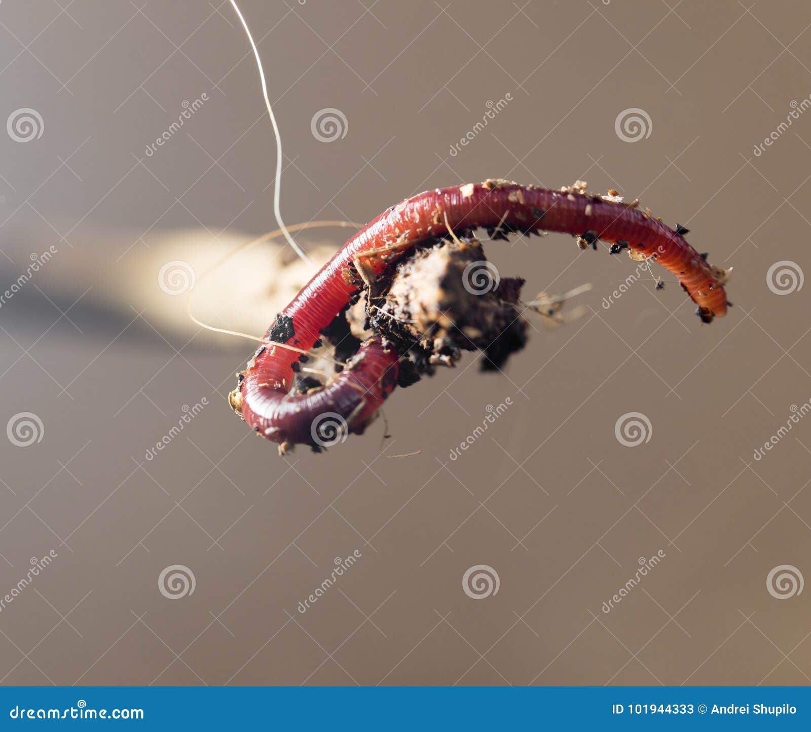 Worm on a stick. close-up stock image. Image of white - 101944333