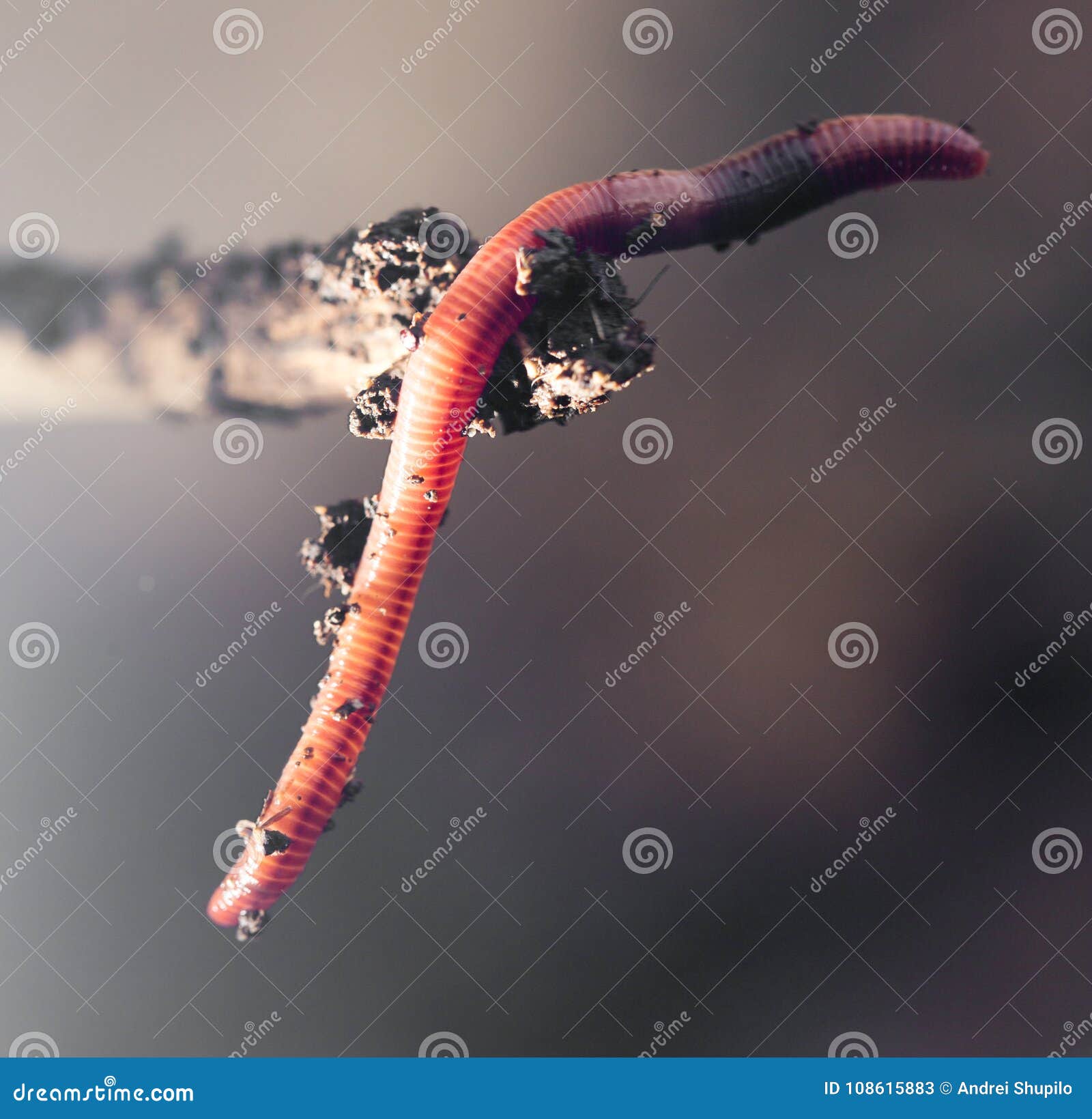 Worm on a stick. close-up stock image. Image of pink - 108615883