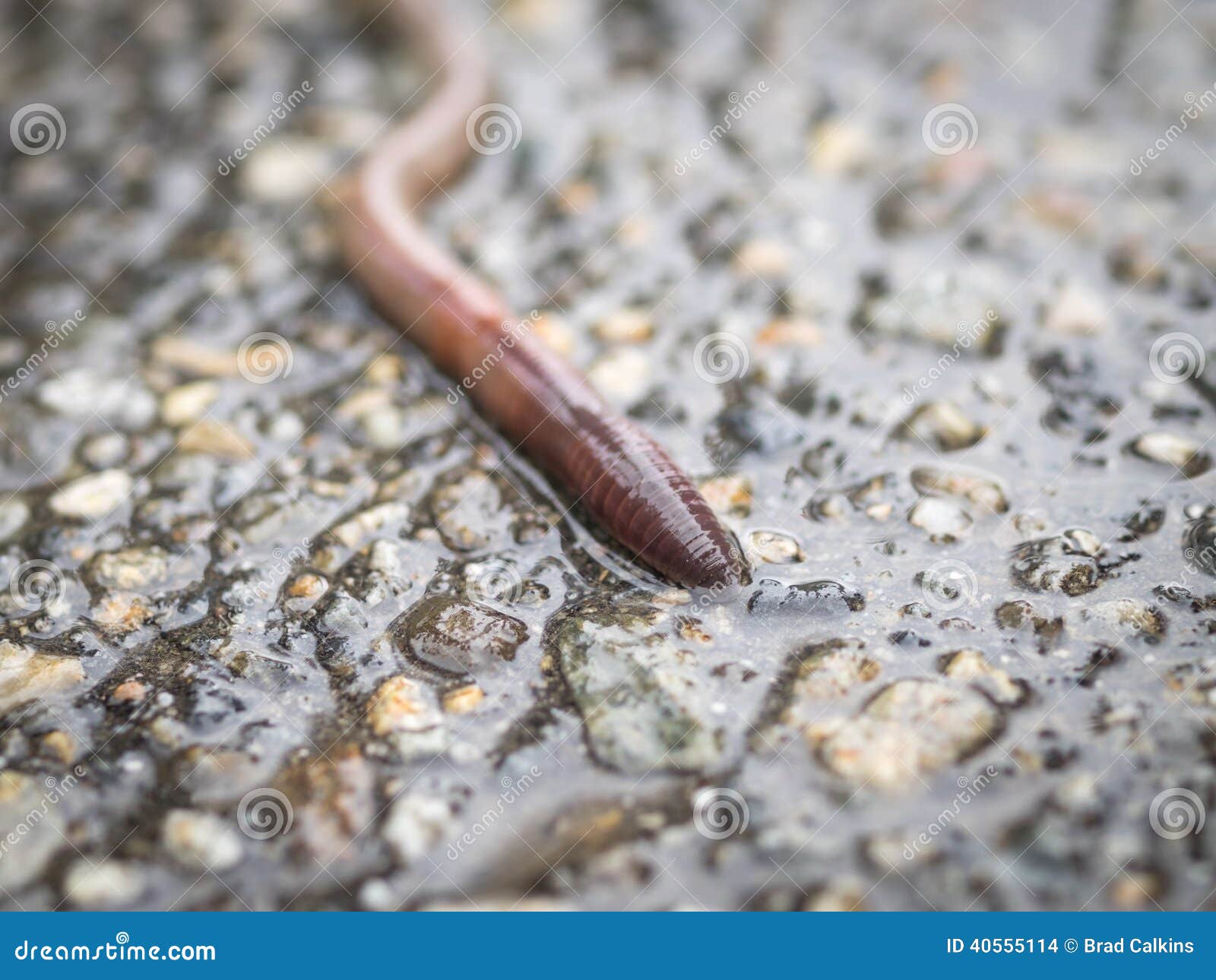 Worm stock photo. Image of street, crawl, spring, rainy - 40555114