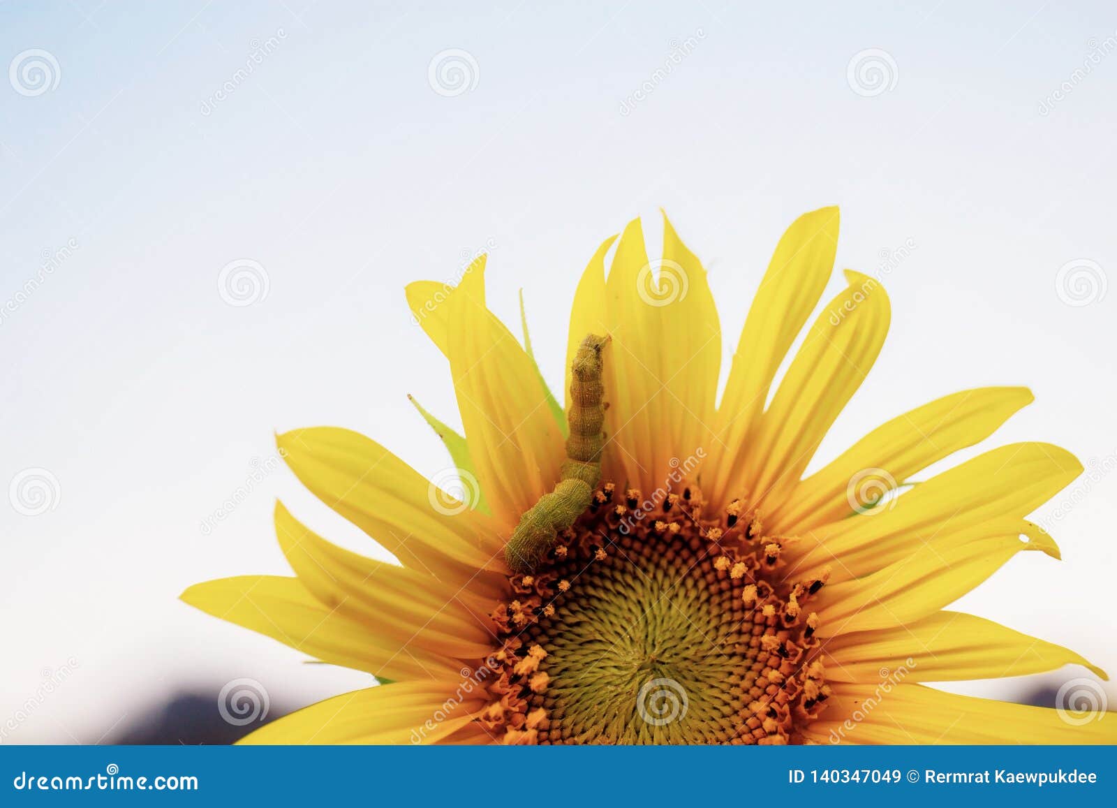 Worm on Sunflower at Sky Background Stock Image - Image of crop, pollen ...