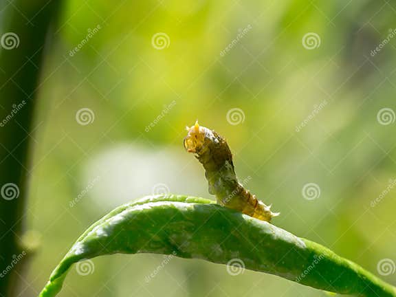 The Worm is about To Pupate Stock Photo - Image of emerging, nature ...