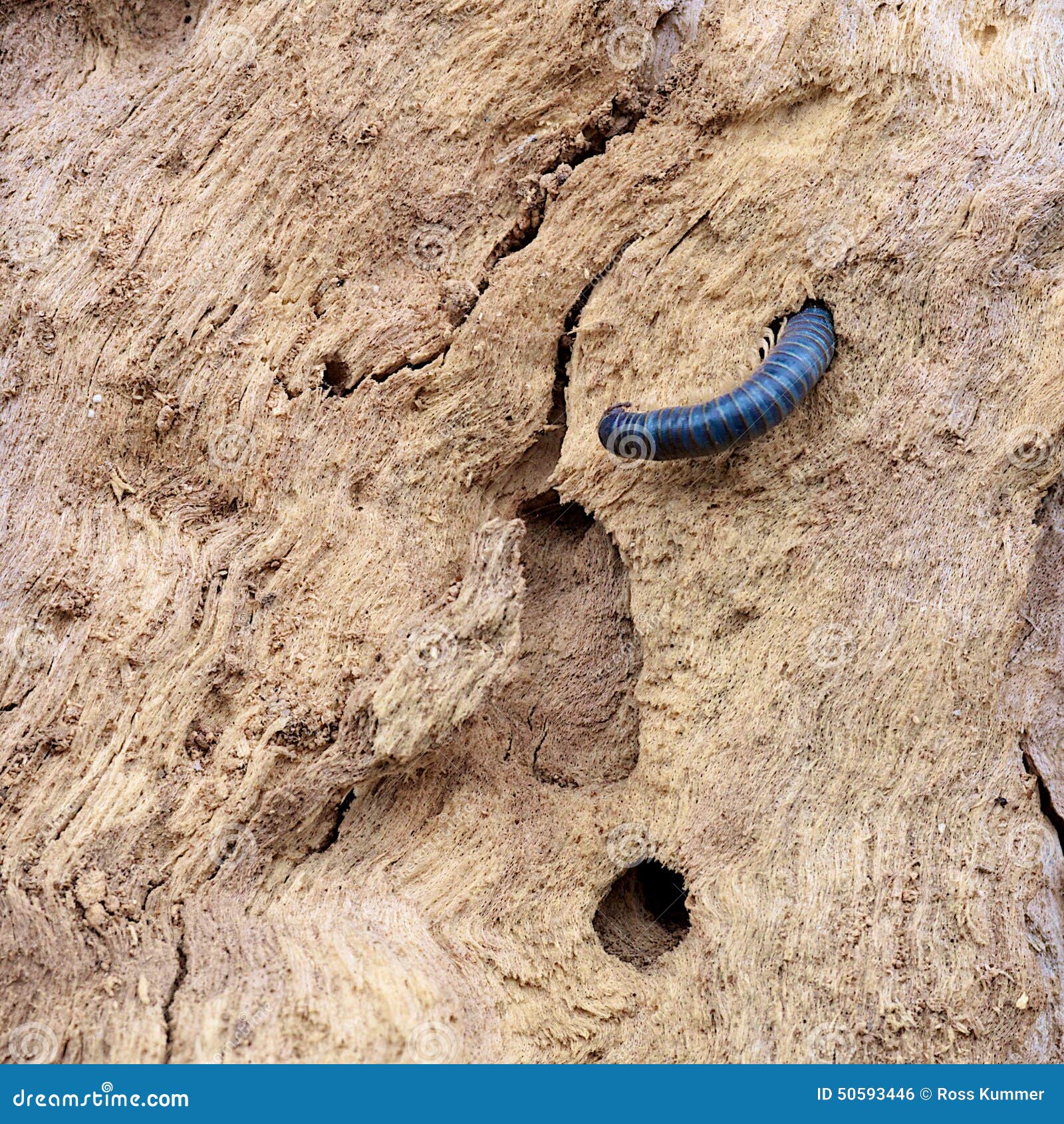 Worm tree stock photo. Image of brown, trunk, abstract - 50593446