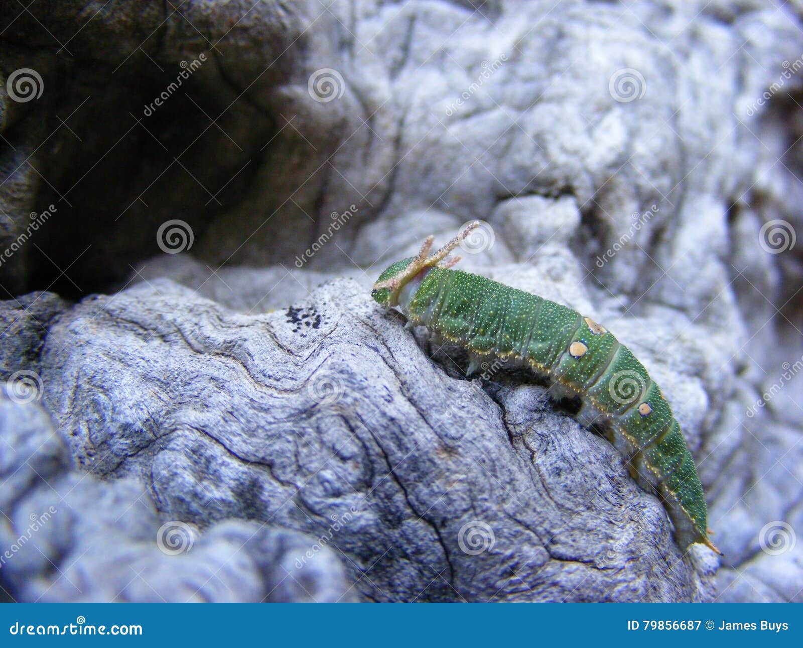 Worm on a tree stock image. Image of texture, grey, branch - 79856687