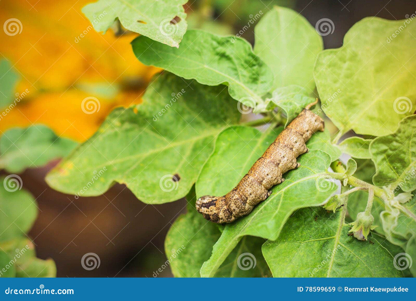 Worm On Trees In The Gardens Stock Image | CartoonDealer.com #78599659