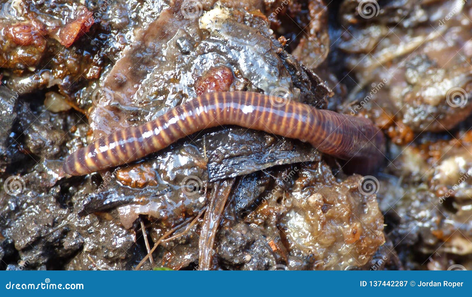 Worm - UK stock image. Image of agriculture, creature - 137442287