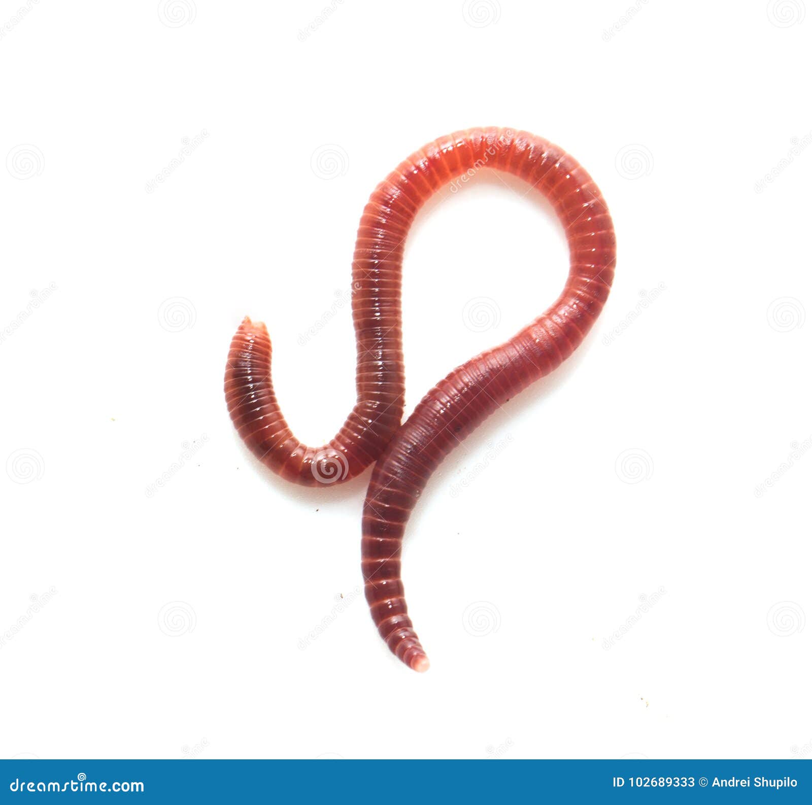 Worm on a white background stock image. Image of isolated - 102689333