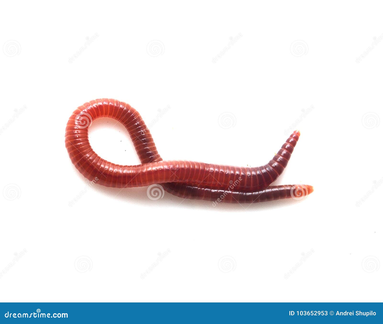 Worm on a white background stock image. Image of color - 103652953