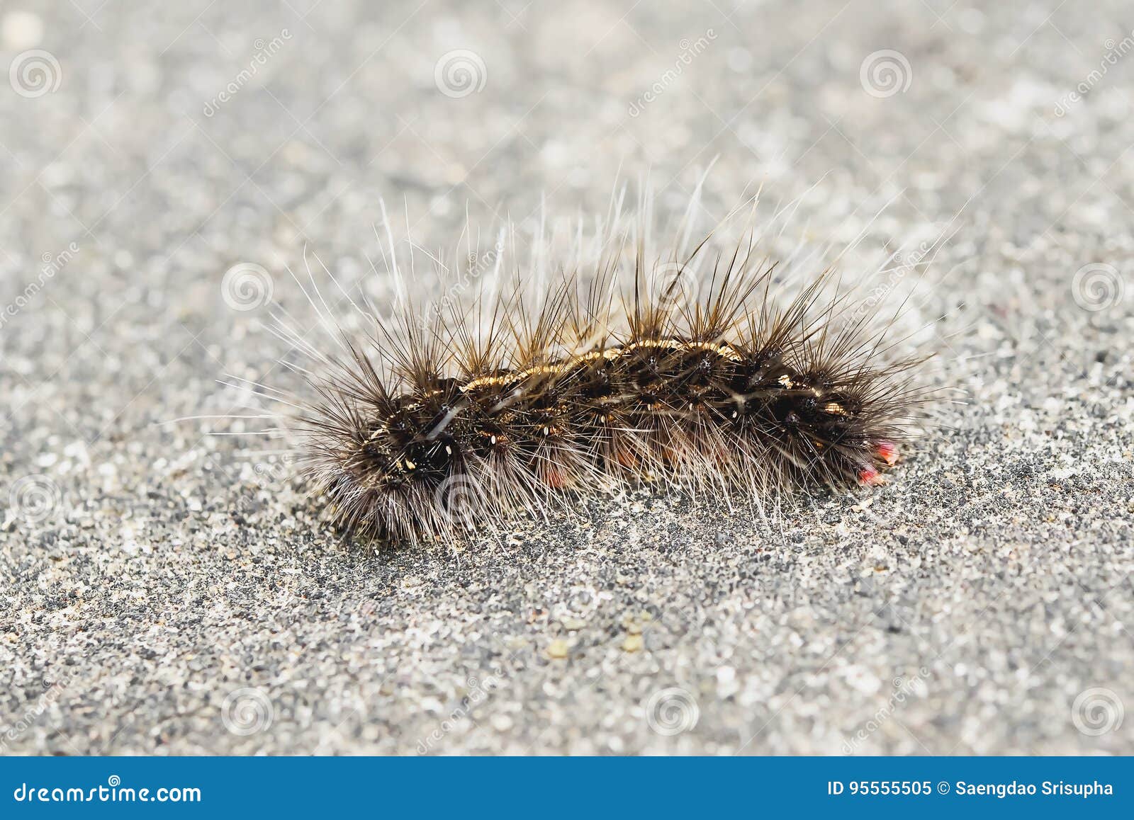 Worm stock image. Image of food, brown, animal, focus - 95555505