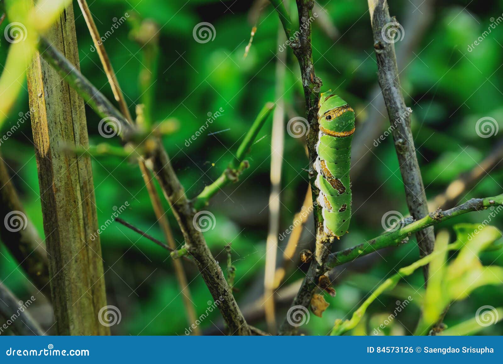 Worm stock photo. Image of body, close, dark, garden - 84573126