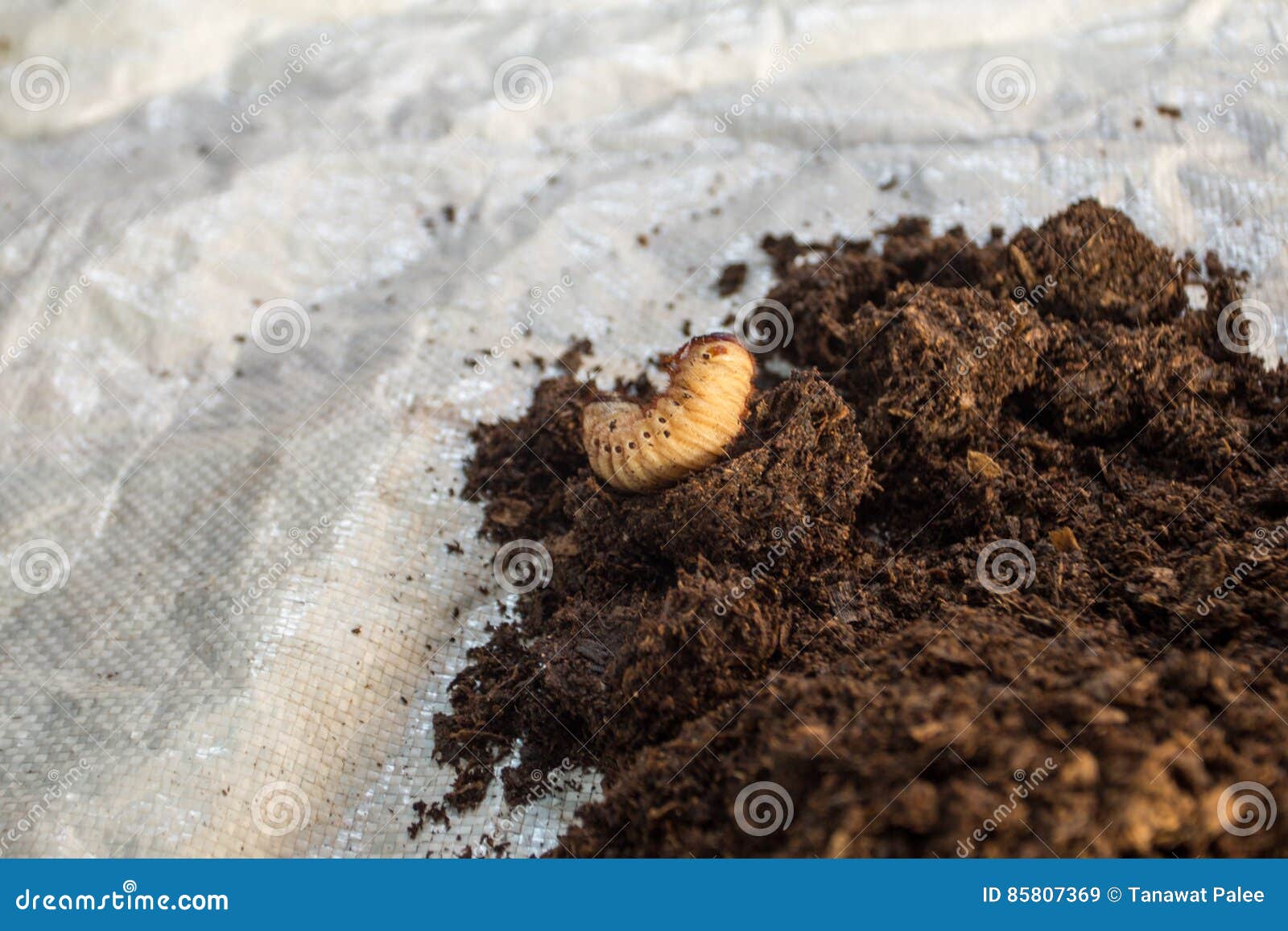 Worm Xylotrupes Gideon stock image. Image of scarab, worm - 85807369