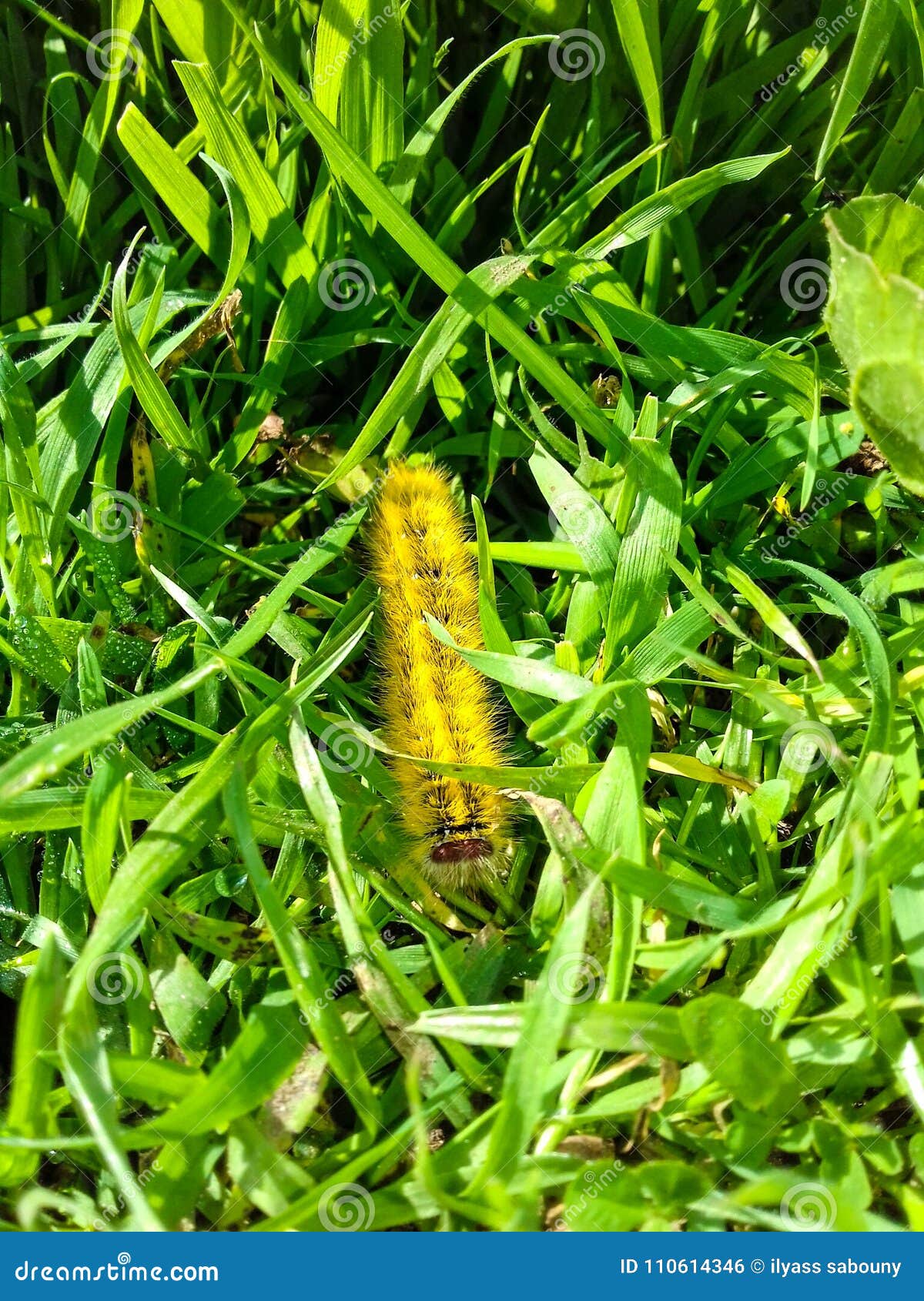 Worm yellow stock photo. Image of green, nature, worm - 110614346