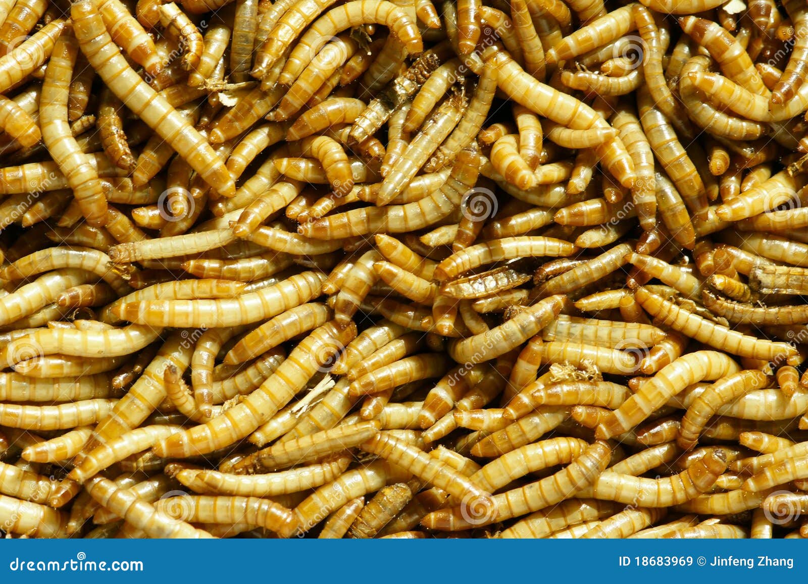Wormen stock afbeelding. Image of insect, rups, velen - 18683969