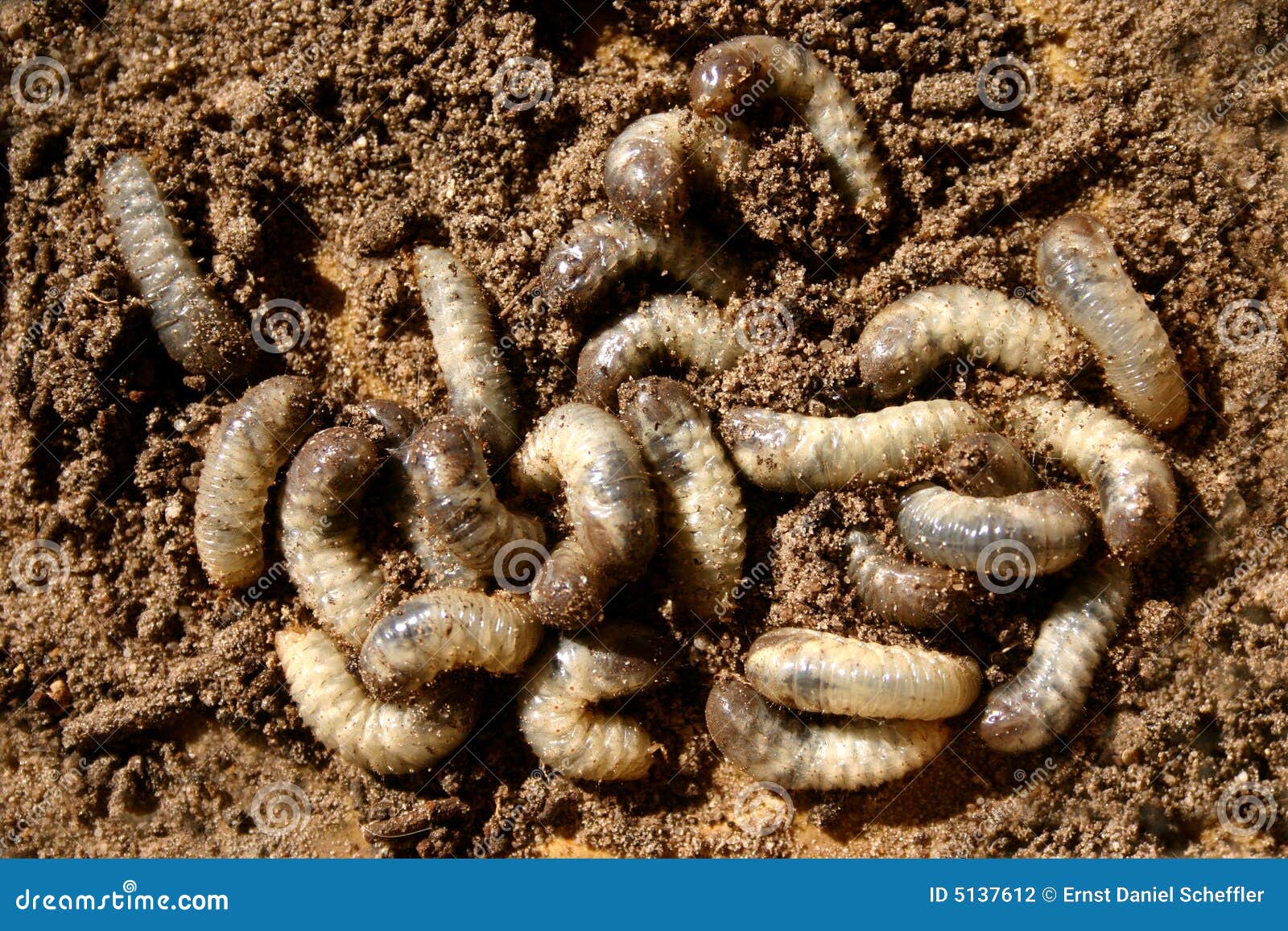 Wormen stock foto. Afbeelding bestaande uit revulsion - 5137612