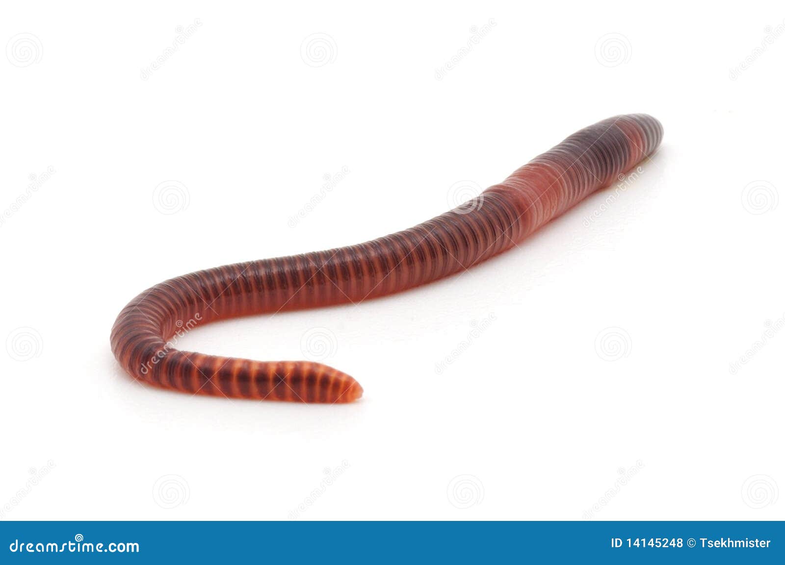 Worms stock photo. Image of isolated, bait, macro, long - 14145248