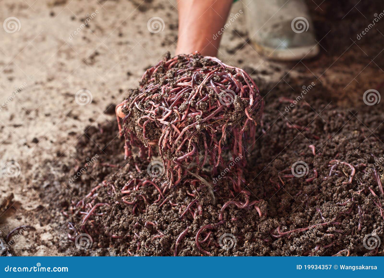 Worms stock image. Image of worm, vermi, vermicompos - 19934357