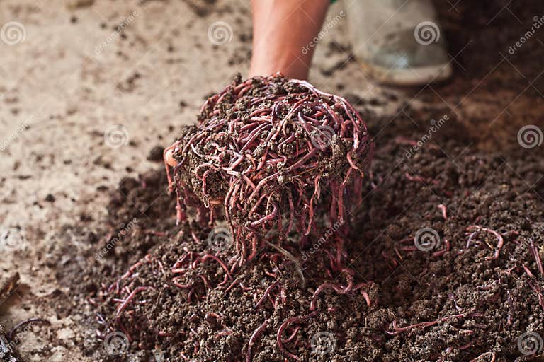 Worms stock image. Image of worm, vermi, vermicompos - 19934357