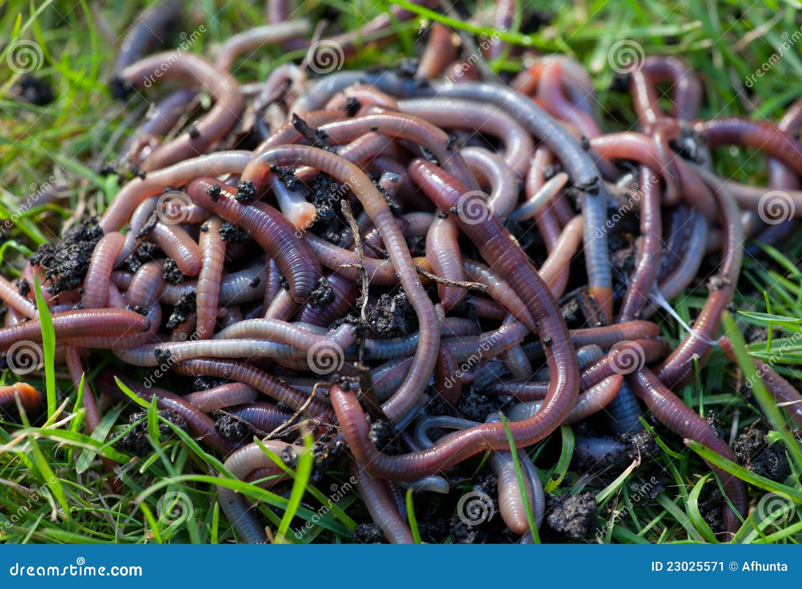 Worms stock image. Image of slime, fishing, tangle, close - 23025571