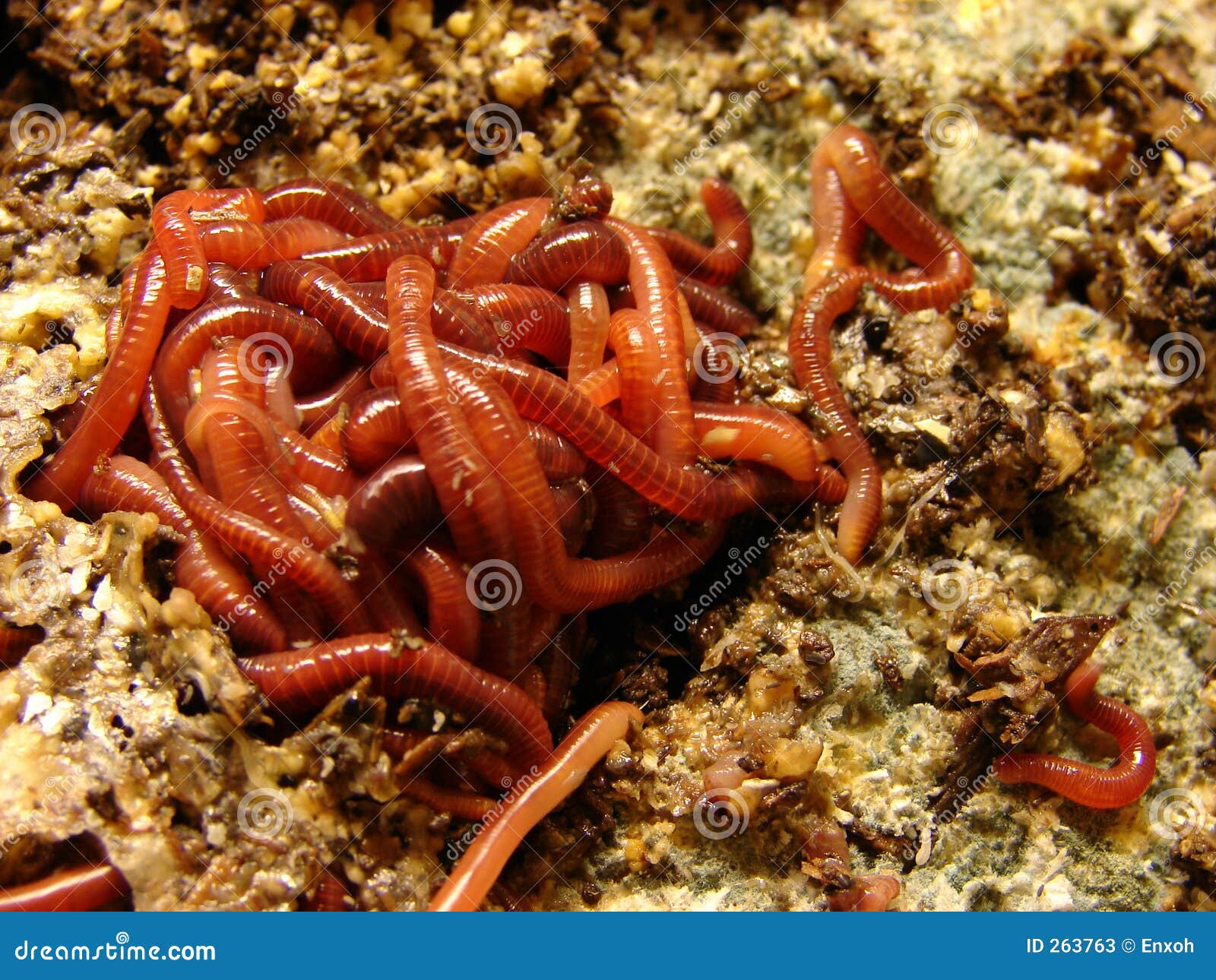 Worms stock image. Image of feeding, ball, crawl, worm - 263763