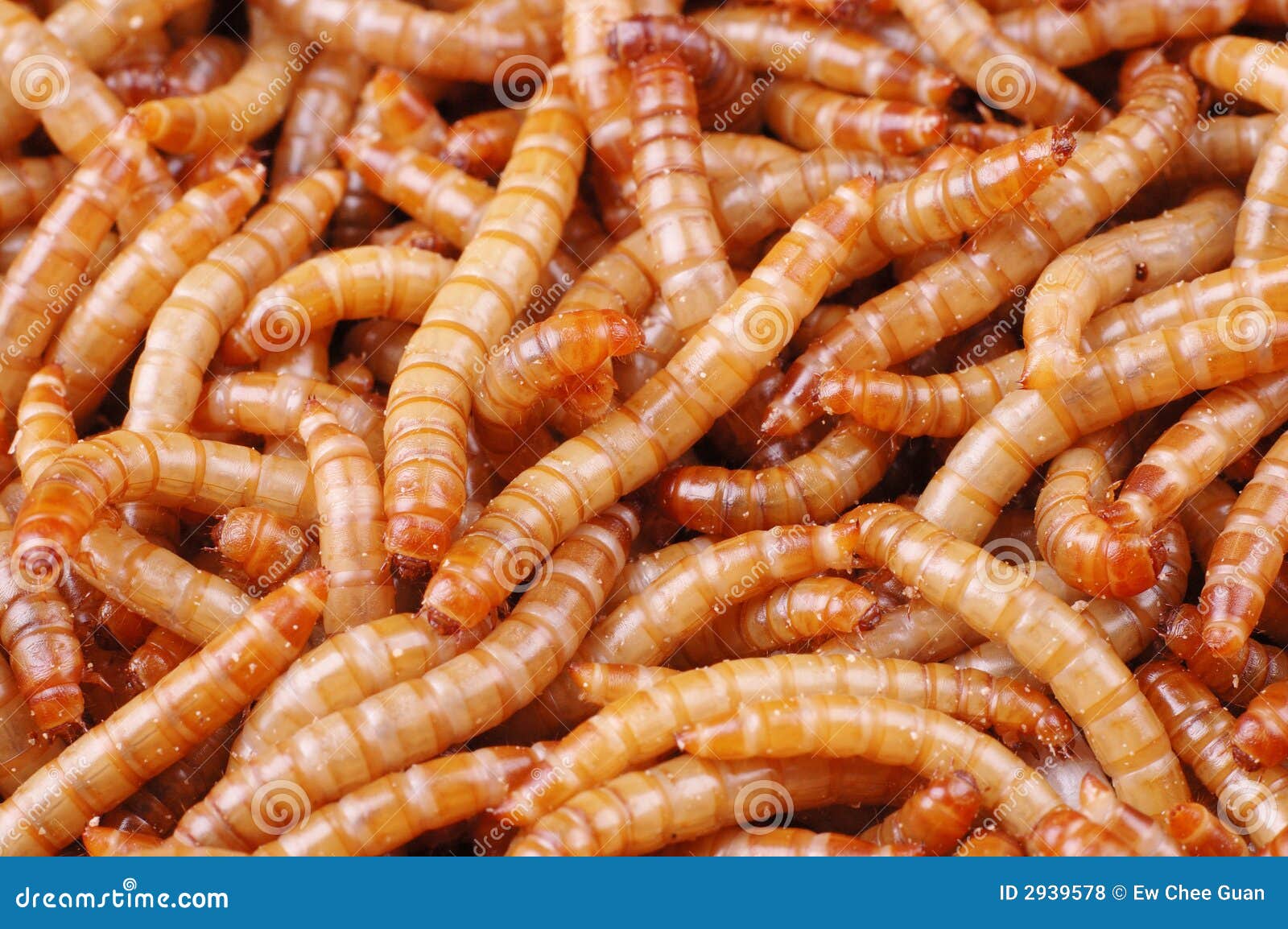 Worms stock photo. Image of caterpillar, scary, close - 2939578