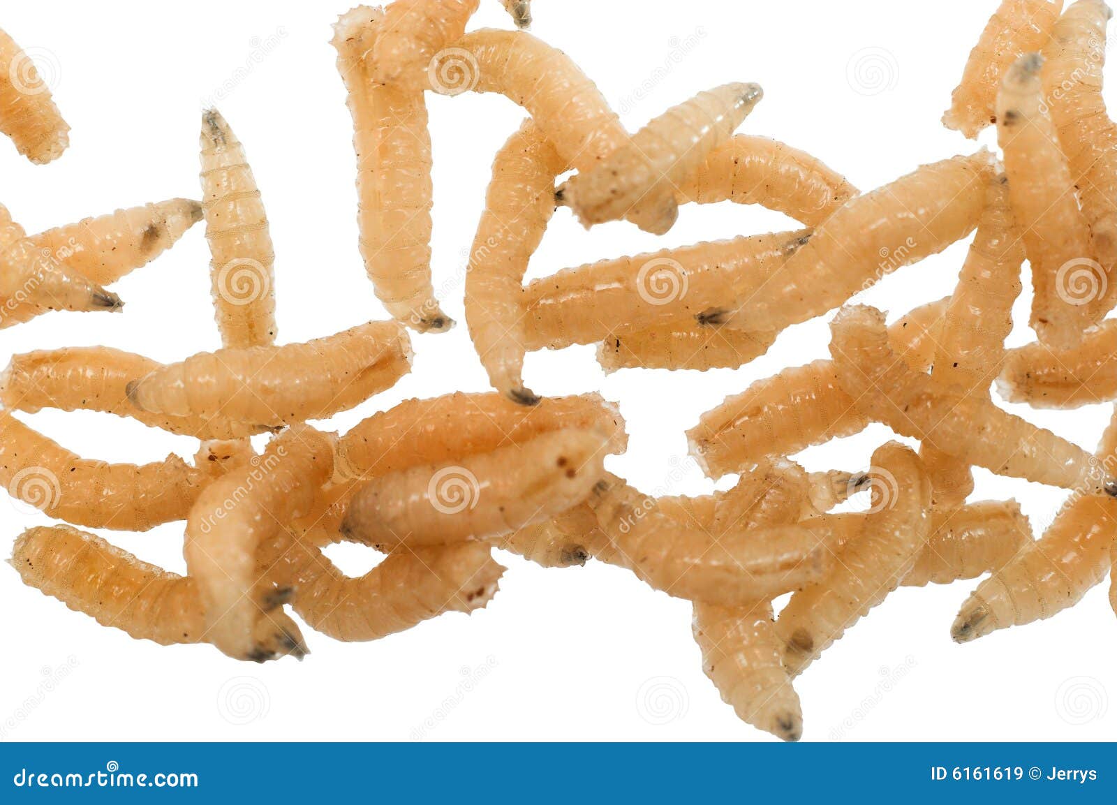 Picture Angleworms Stock Photos - Free & Royalty-Free Stock Photos from ...