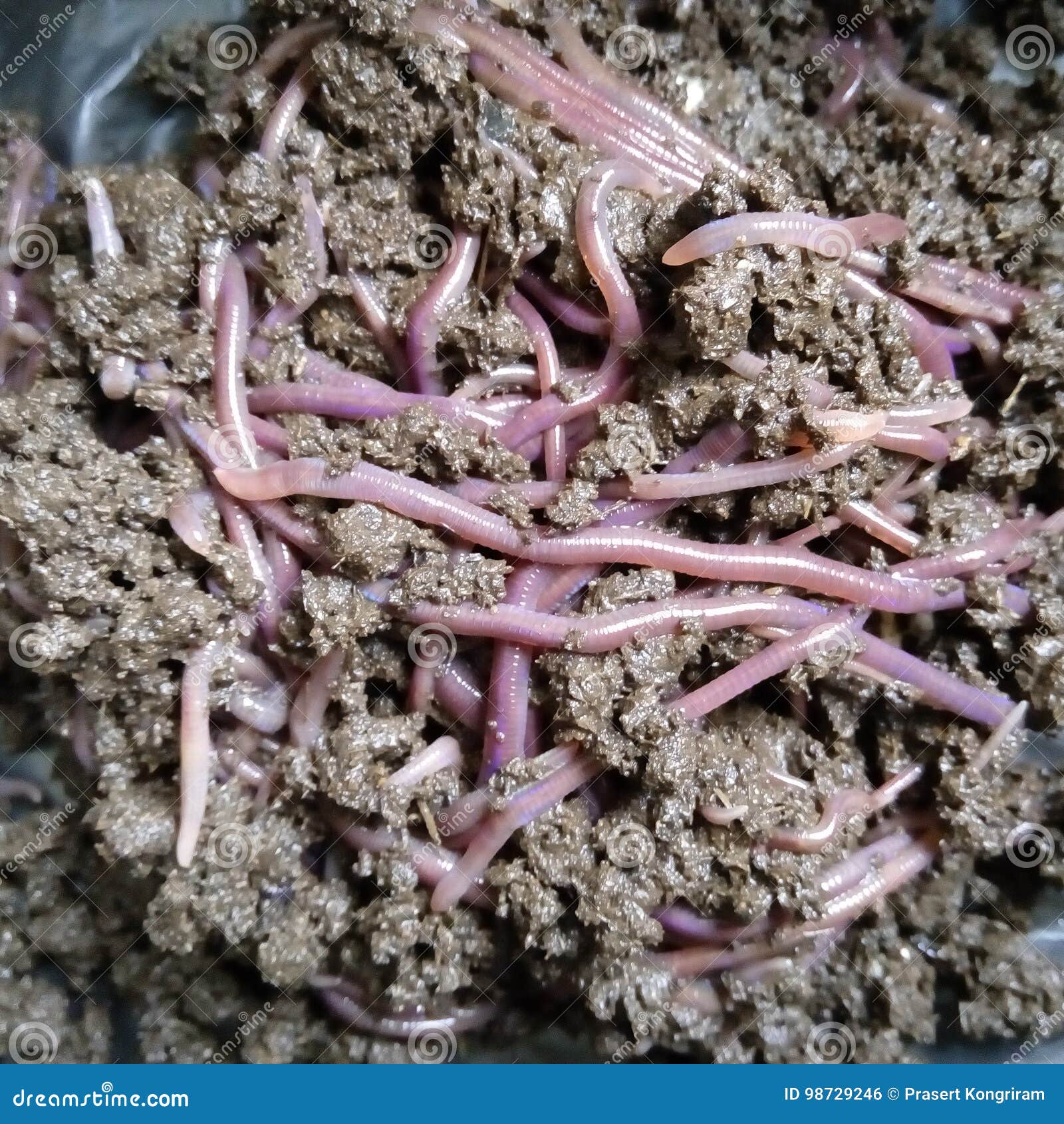 Worms stock photo. Image of fresh, dirt, live, animol - 98729246