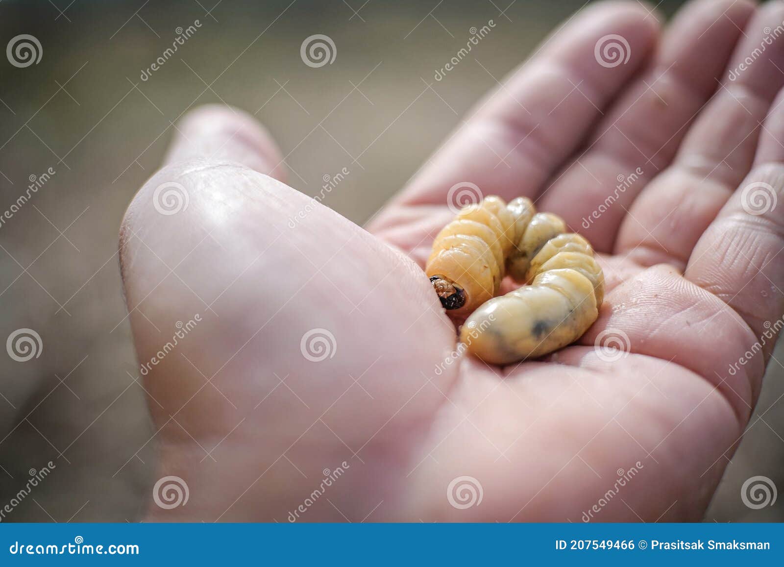 Beetle on hand stock photo. Image of hand, beetle, worms - 207549466