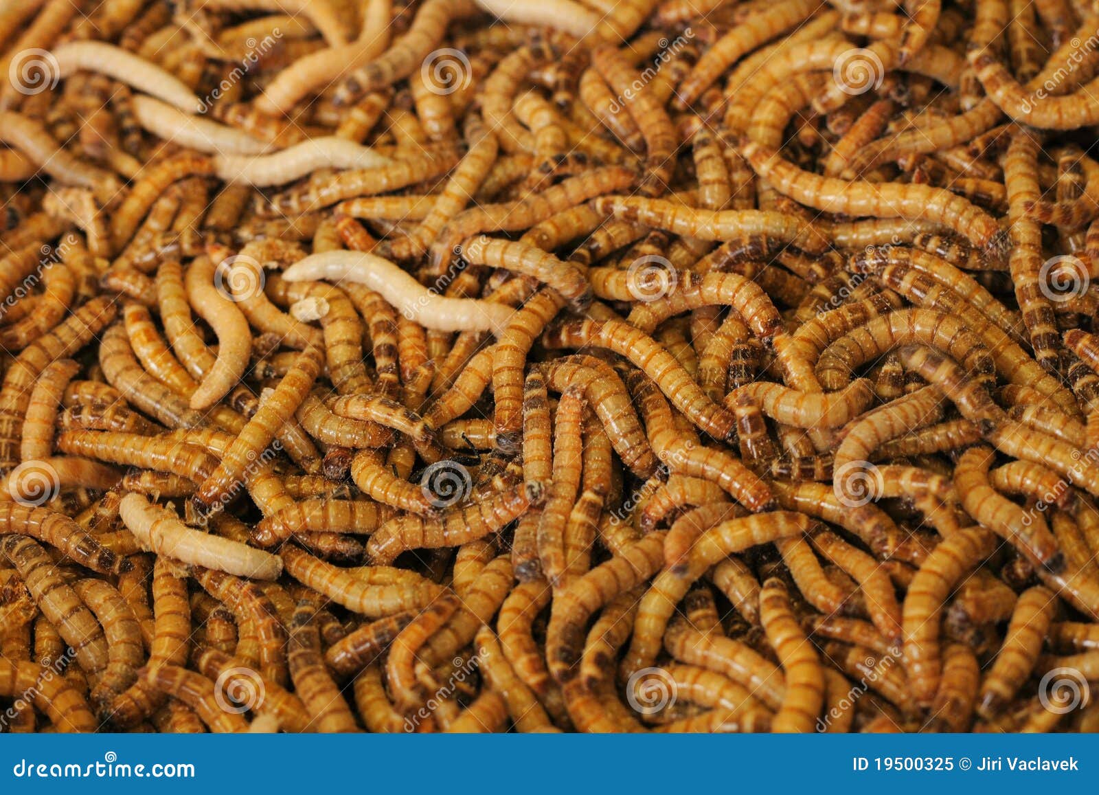 Worms background stock image. Image of food, golden, crawly - 19500325