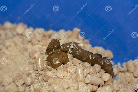 Worms in cat feces stock photo. Image of contaminated - 177916834