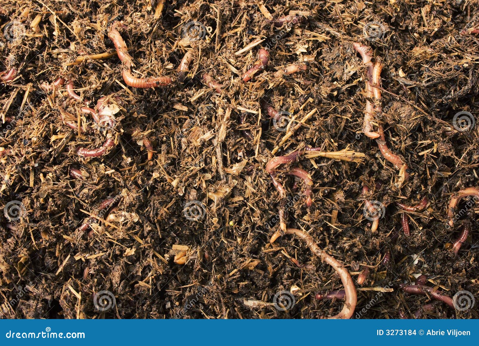 Worms in Compost/Soil stock photo. Image of fishing, bugs - 3273184