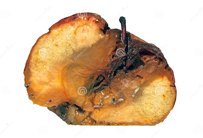 Worms eating rotten apple stock image. Image of damaged - 92023577