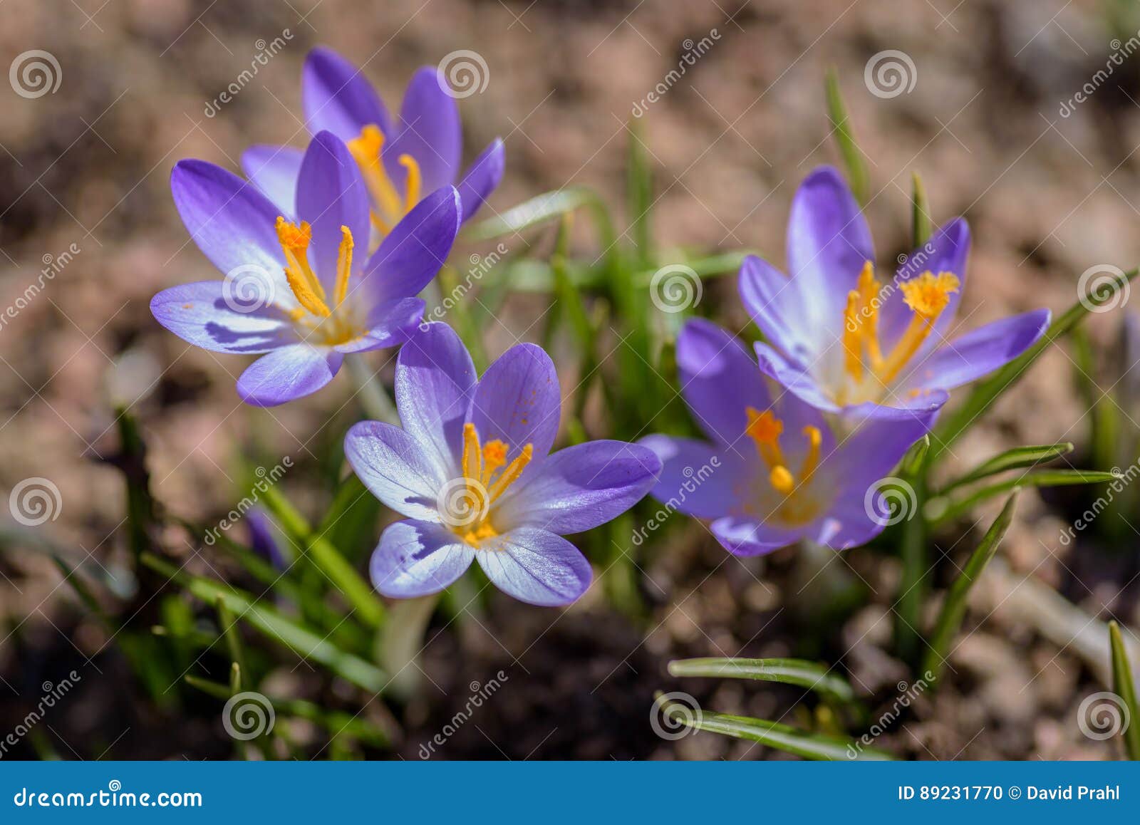 Worms Eye View of Three Tiny Purple Crocus Blooms in Early Spring ...