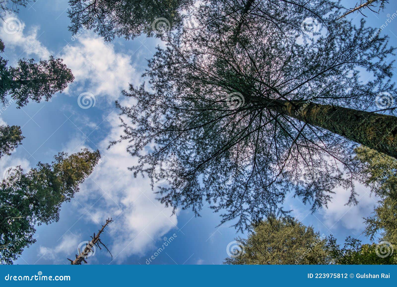 Worms eye view of tree stock photo. Image of winter - 223975812